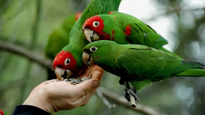 Was ist Flora und Fauna? 16 Unterschiede, Bedeutung & Beispiele ...